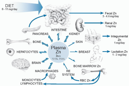 Zinc1 | Basicmedical Key
