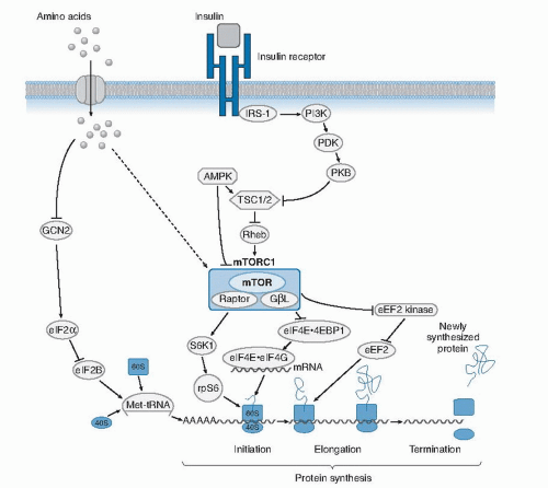 Mechanisms of Nutrient Sensing1 | Basicmedical Key