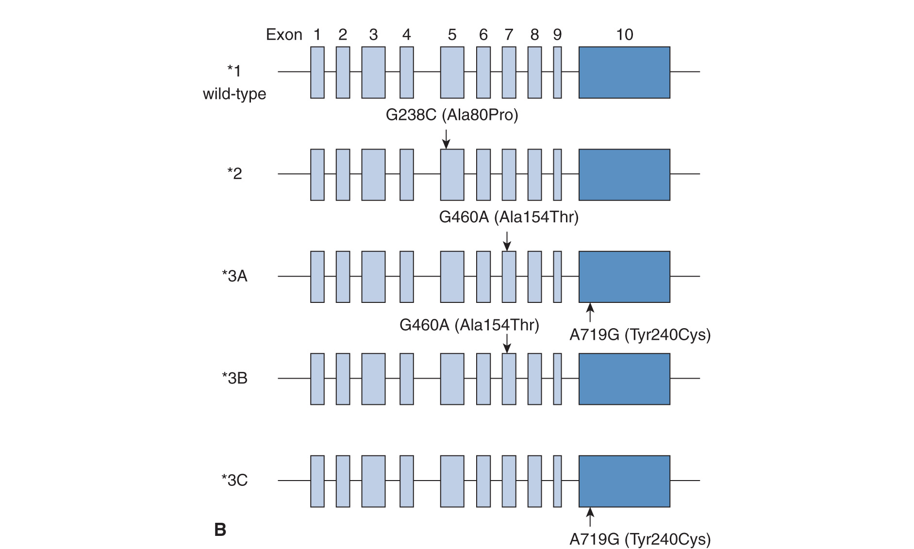 Phase II Drug-Metabolizing Enzymes | Basicmedical Key