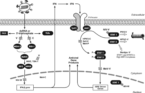 Paramyxoviridae | Basicmedical Key