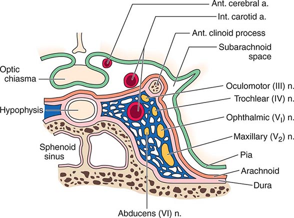 Prion Diseases | Basicmedical Key