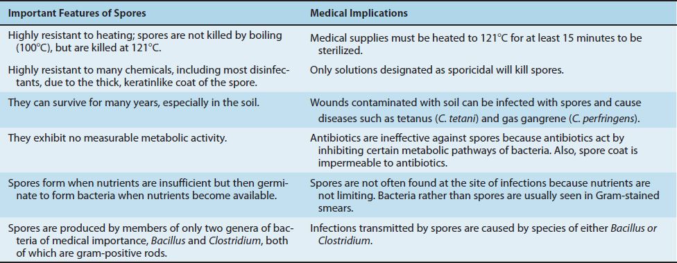 Classification of Medically Important Bacteria | Basicmedical Key
