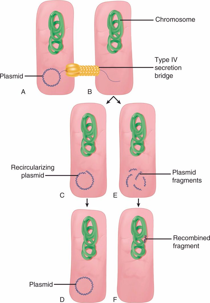 21 Bacteria—Basic Concepts | Basicmedical Key