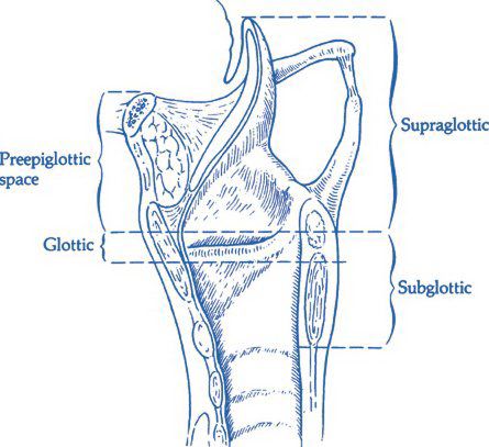 Otorhinolaryngology | Basicmedical Key