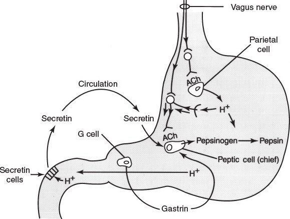 Gastrointestinal Hormones | Basicmedical Key