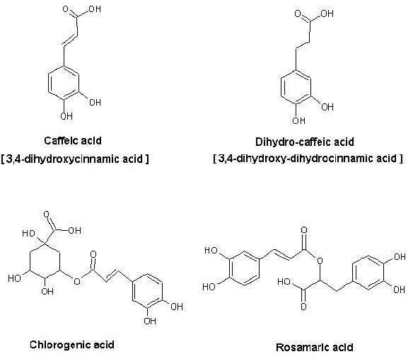 of Chicory with Special Reference to its Medicinal Value | Basicmedical Key