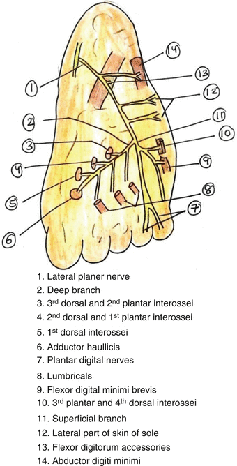 Clinical Anatomy of Lower Extremity | Basicmedical Key