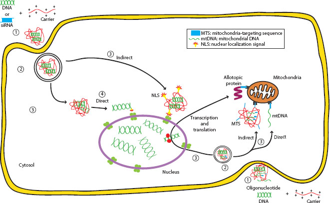 Gene Delivery Systems | Basicmedical Key