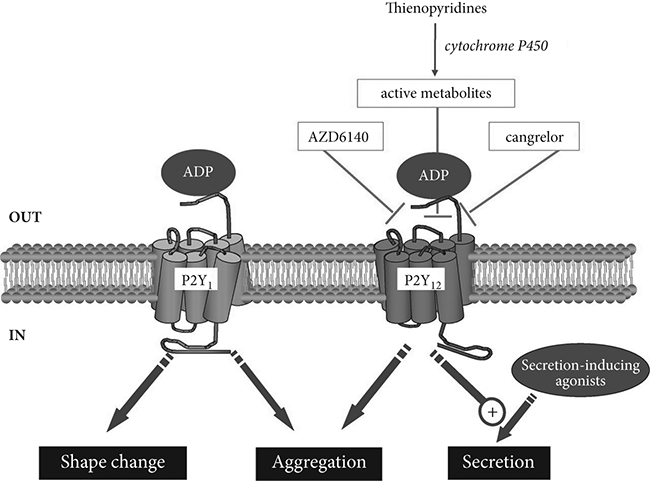 Clopidogrel Bisulfate (Plavix) | Basicmedical Key