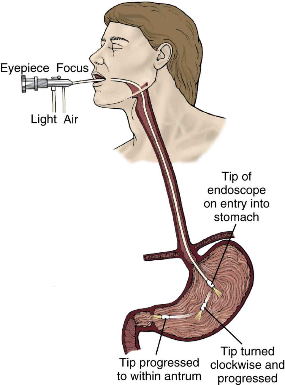Anatomy and Physiology | Basicmedical Key