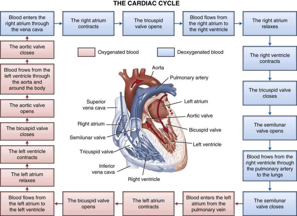 Cardiac Cycle Flow Chart