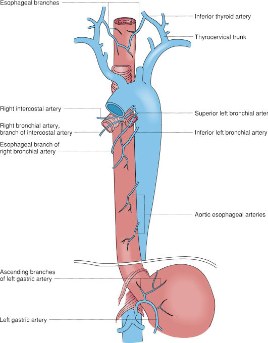 Esophagus Anatomy