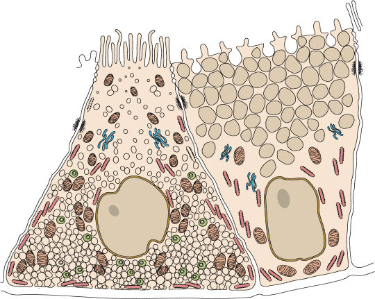Gastric Anatomy and Physiology | Basicmedical Key