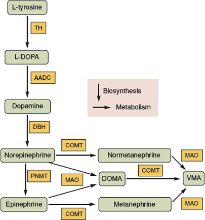 Adrenal Gland | Basicmedical Key