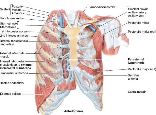 Thorax | Basicmedical Key