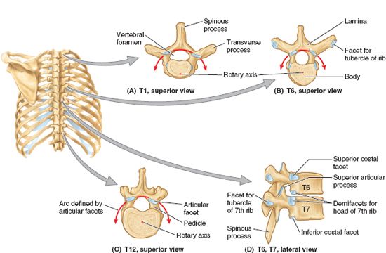 Thorax | Basicmedical Key