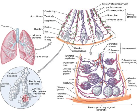 Thorax | Basicmedical Key
