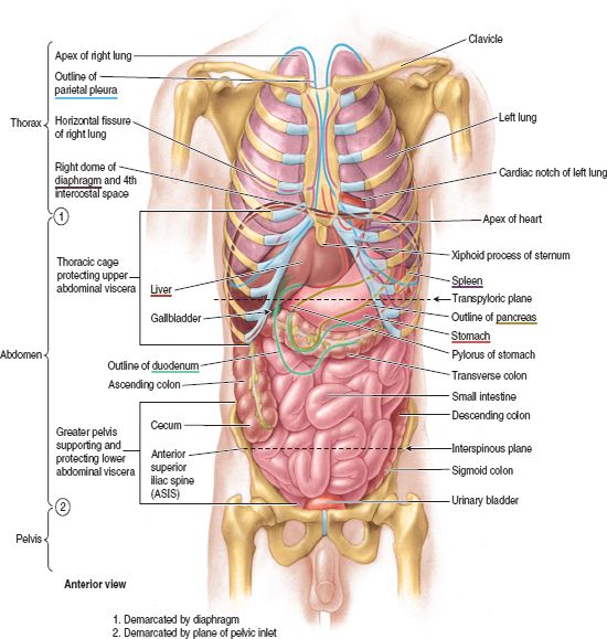Abdomen | Basicmedical Key