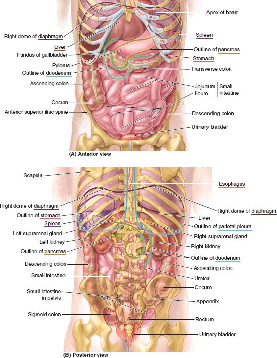 Abdomen | Basicmedical Key