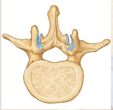 Back | Basicmedical Key