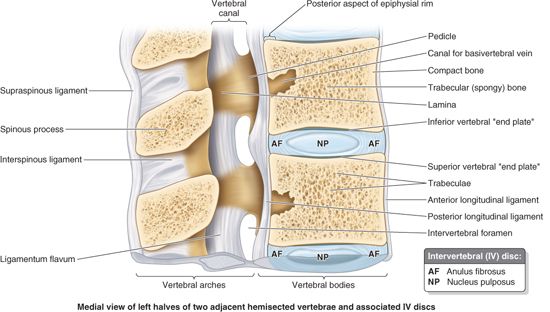 Back | Basicmedical Key