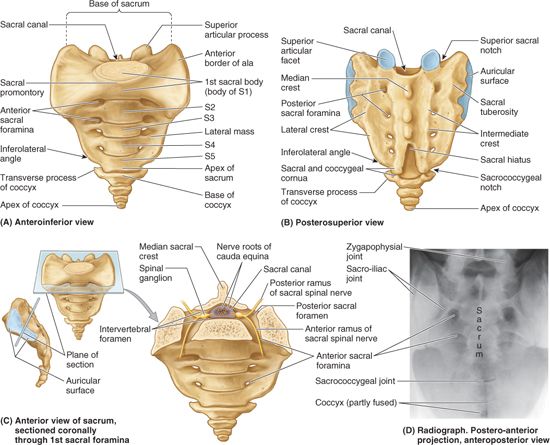 Back | Basicmedical Key
