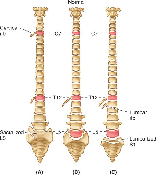 Back | Basicmedical Key