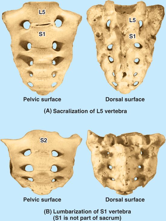 Back | Basicmedical Key