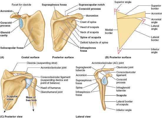 Upper Limb | Basicmedical Key