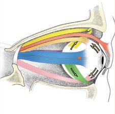 Head | Basicmedical Key