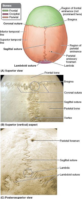 Head | Basicmedical Key