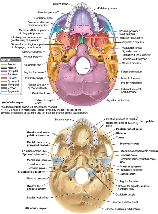 Head | Basicmedical Key