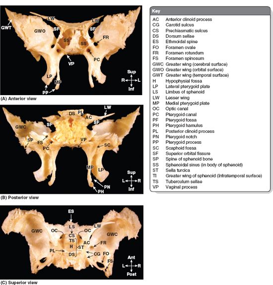 Head | Basicmedical Key