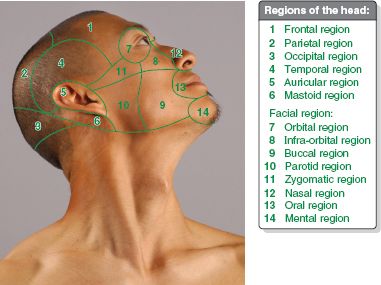 Head | Basicmedical Key