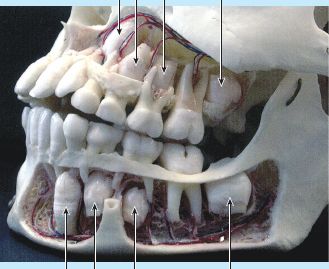 Head | Basicmedical Key