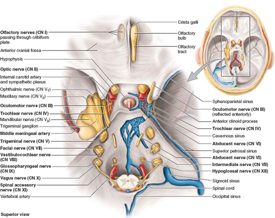 Summary of Cranial Nerves | Basicmedical Key