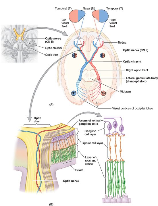 Summary of Cranial Nerves | Basicmedical Key