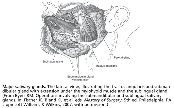 Head and Neck | Basicmedical Key