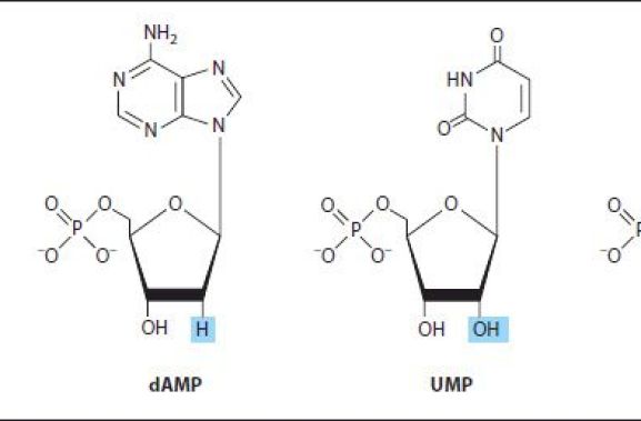 4 Nucleic Acids | Basicmedical Key