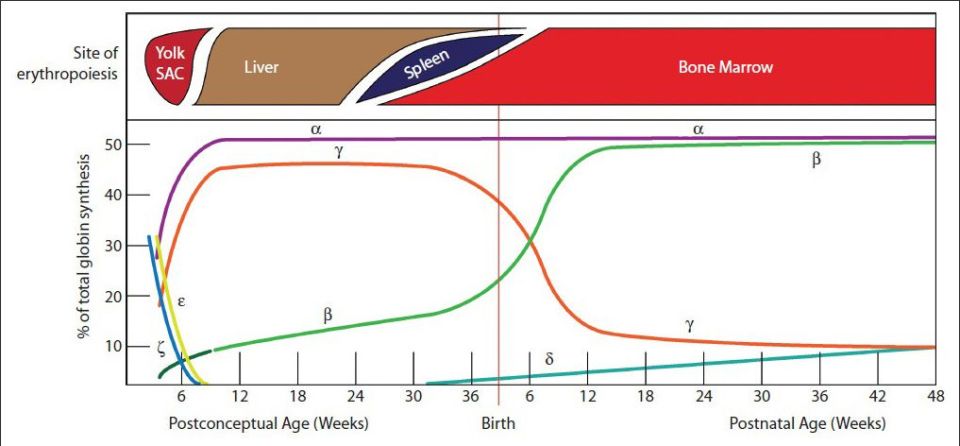 6 Hemoglobin and Myoglobin | Basicmedical Key