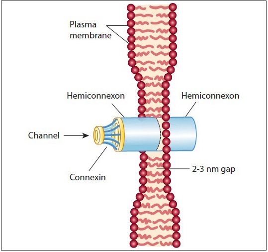 7 Biological Membranes and Membrane Transport | Basicmedical Key