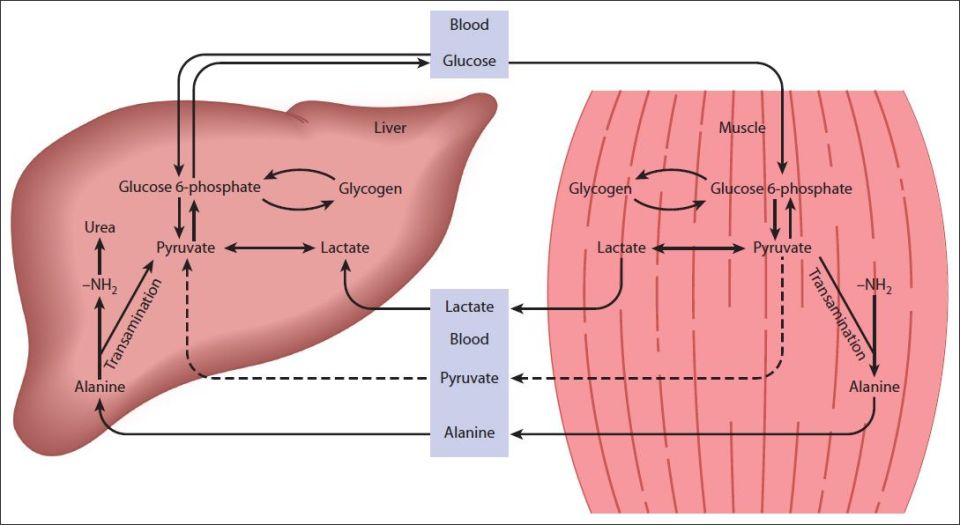 13 Carbohydrates: Gluconeogenesis, the Synthesis of New Glucose ...