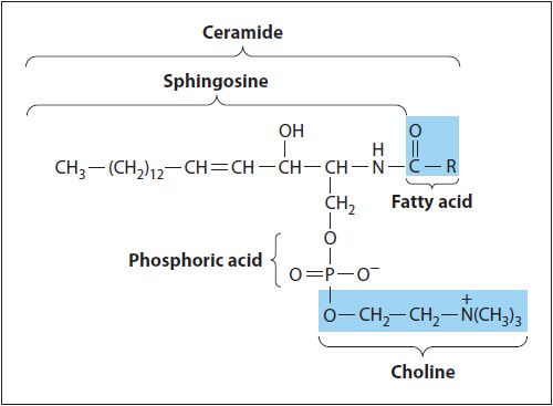 Ceramide Structure