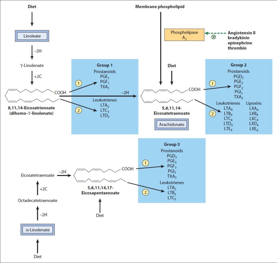 22 Lipids: The Eicosanoids: Prostaglandins, Leukotrienes, and ...