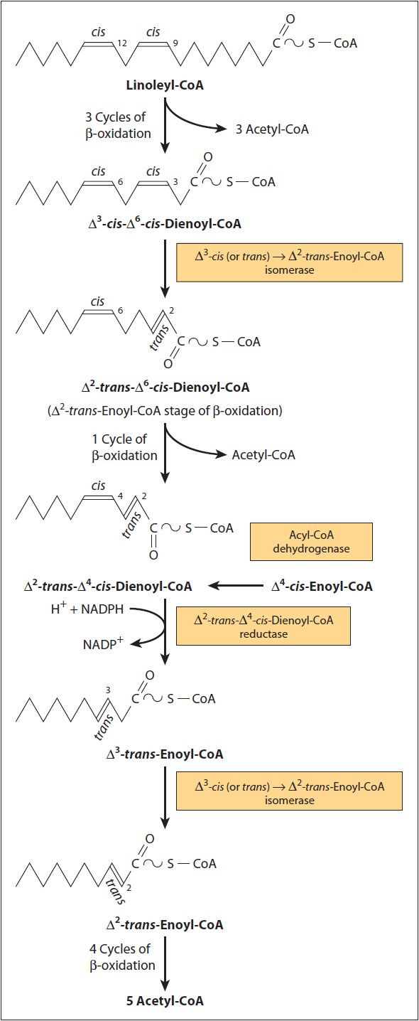 25 Lipids: Lipolysis, Fatty Acid Oxidation, and Ketogenesis ...