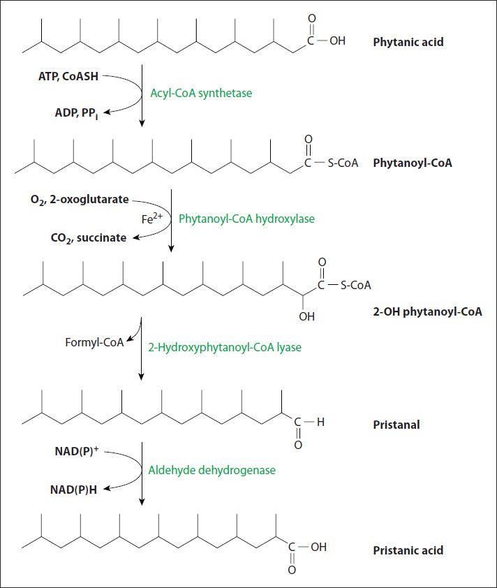 25 Lipids: Lipolysis, Fatty Acid Oxidation, and Ketogenesis ...