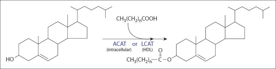 26 Lipids: Cholesterol Metabolism | Basicmedical Key