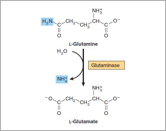 29 Nitrogen: Nitrogen Homeostasis and Disposal via Urea | Basicmedical Key