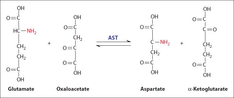 30 Nitrogen: Amino Acid Metabolism | Basicmedical Key
