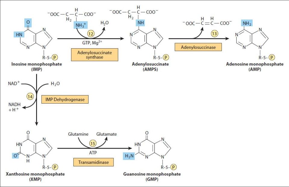 32 Nitrogen: Nucleotide Metabolism | Basicmedical Key